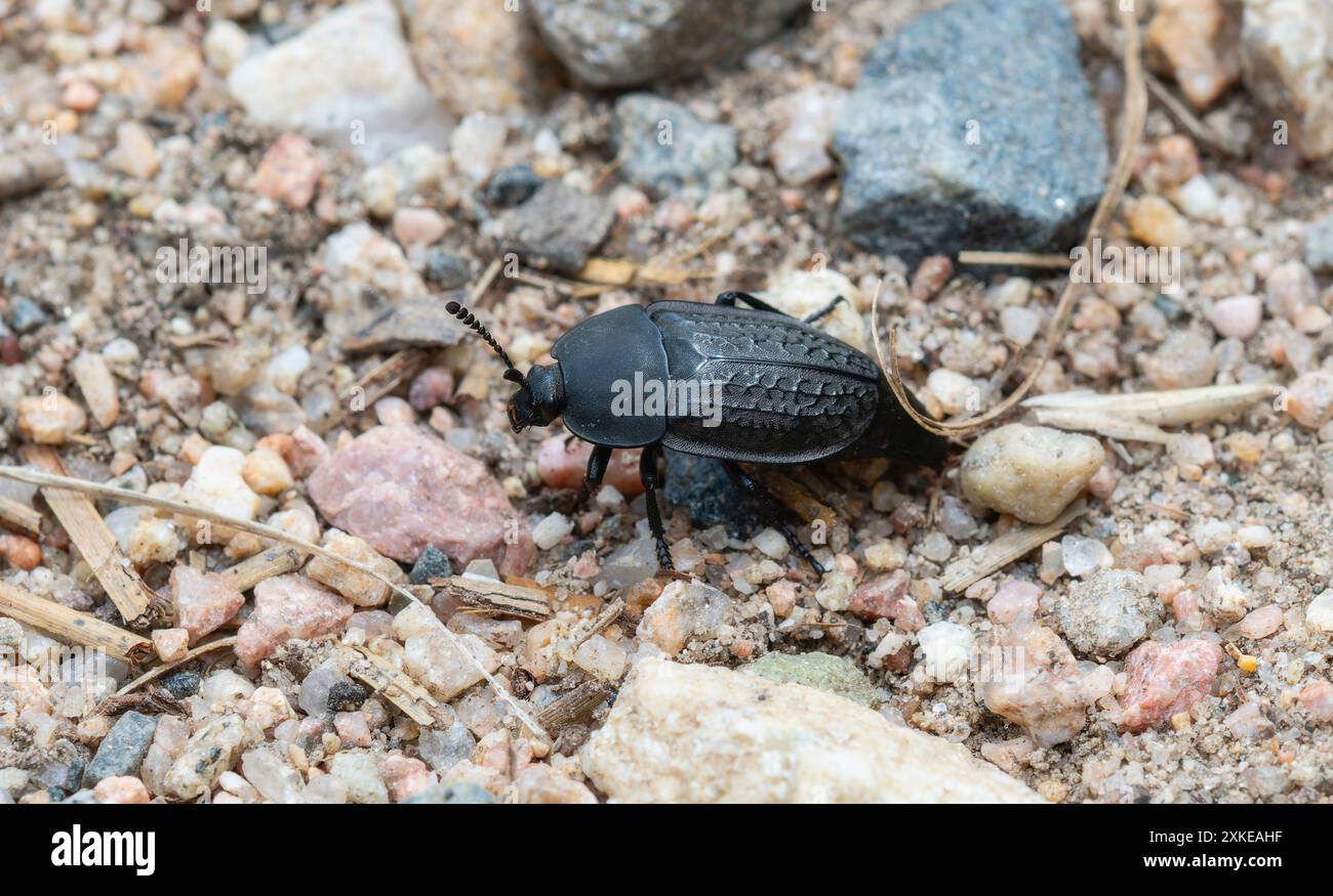 A black Garden Carrion Beetle (Heterosilpha ramosa) with distinctive ...