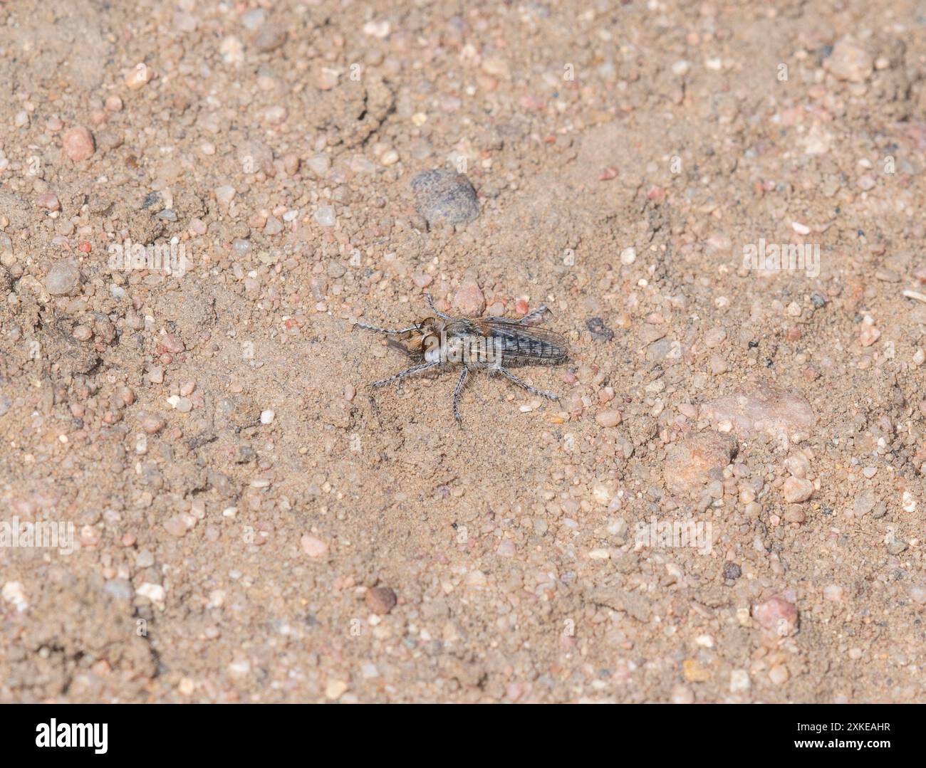 A small; dark gray Ablautus robber fly rests on a bed of brown gravel ...