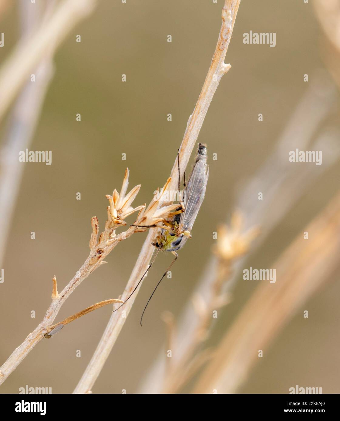 A gray midge (Genus Chironomus) insect with long legs and a distinctive ...