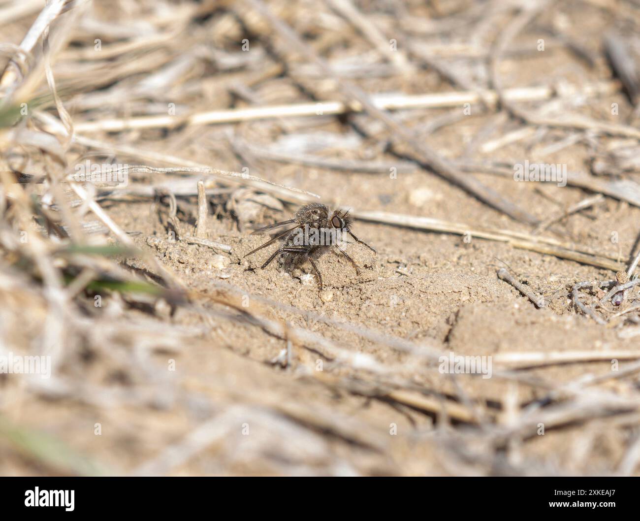 A Comantella robber fly lays eggs in the dry; sandy soil of Colorado ...