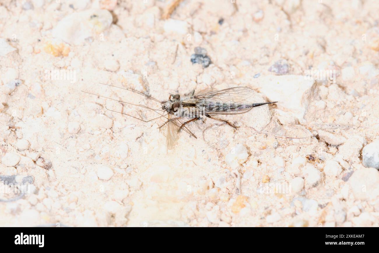 A Cyrtopogon robber fly rests on the ground in Colorado; its wings ...