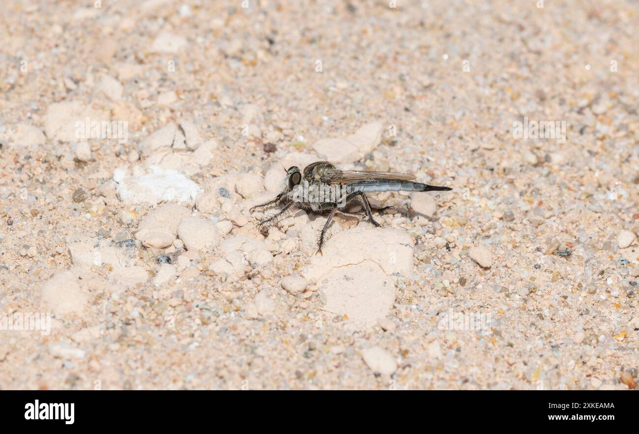 An Efferia robber fly rests on a patch of sand and small rocks in ...
