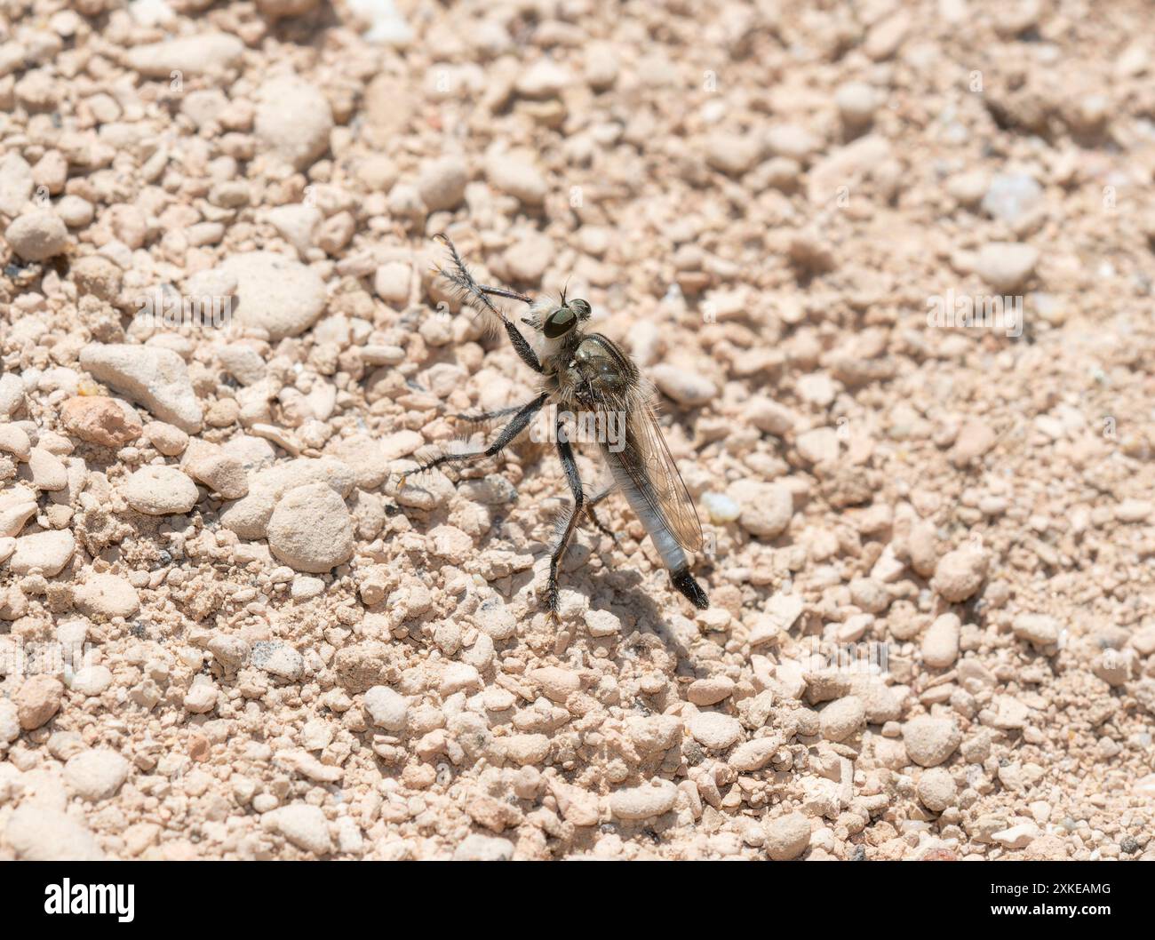 A Efferia Robber Fly with a black abdomen and white wings stands on ...