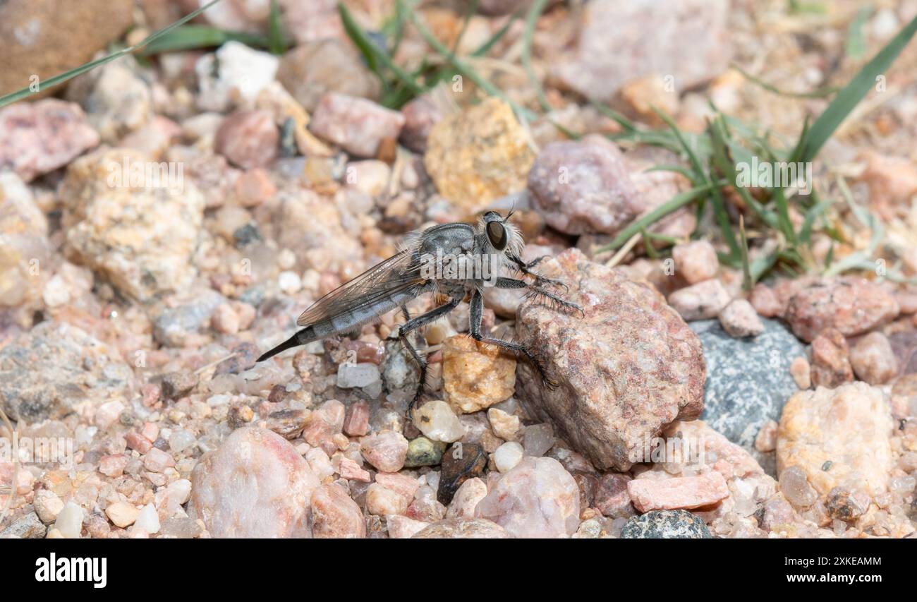 Prominent long legs hi-res stock photography and images - Alamy