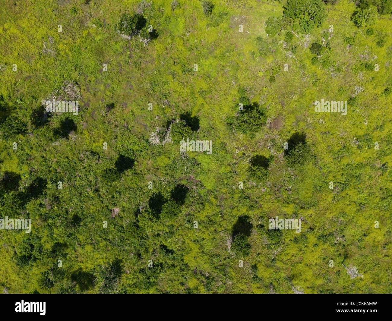 Greenery top down view hi-res stock photography and images - Alamy