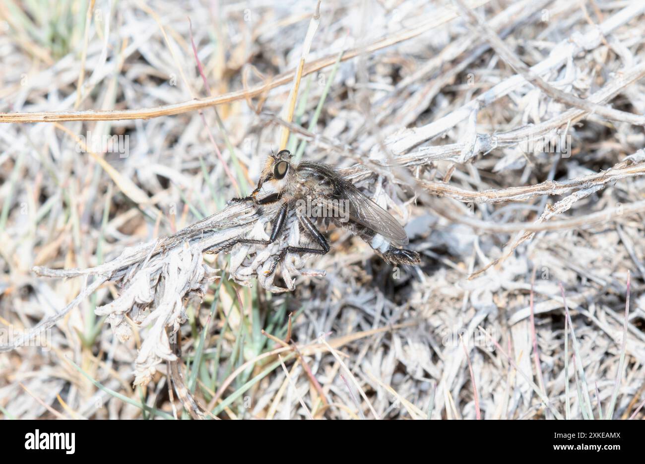 A robber fly; genus Efferia; is resting on dry; white plant stalks in a ...