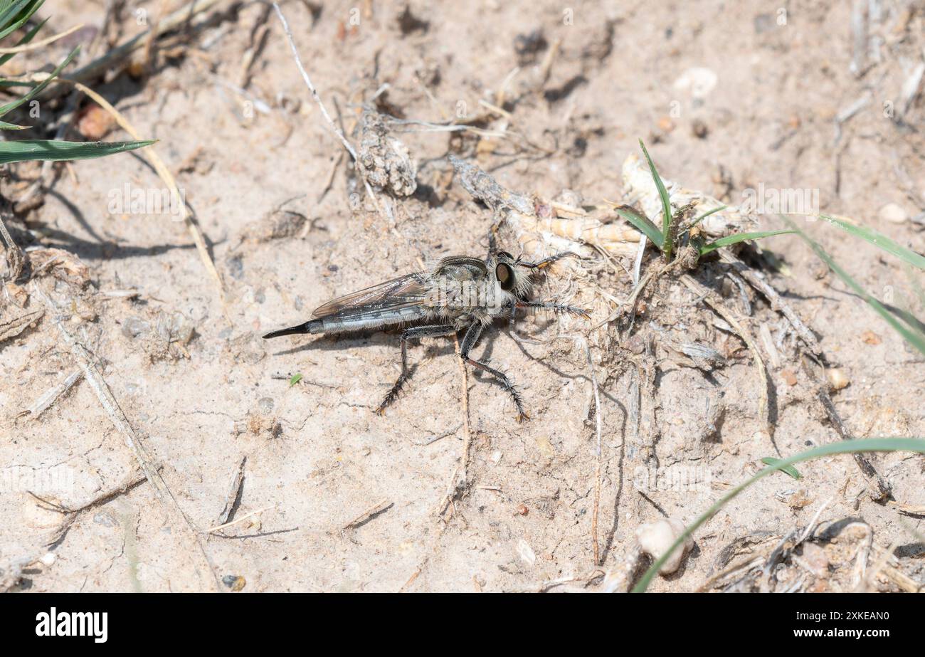 A Robber fly of the genus Efferia rests on the ground in Colorado; its ...