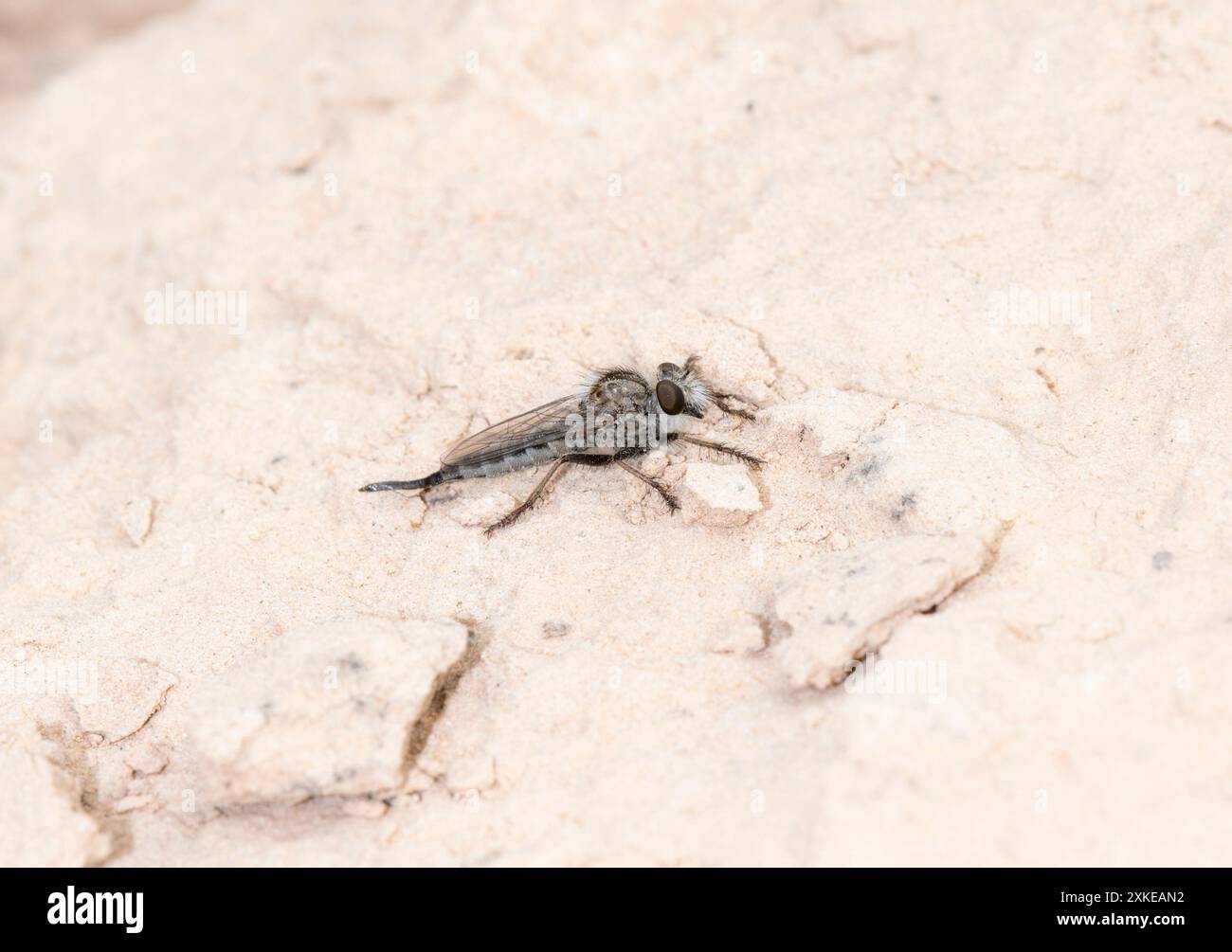 A grey and black robber fly; genus Efferia; rests on a light-colored ...
