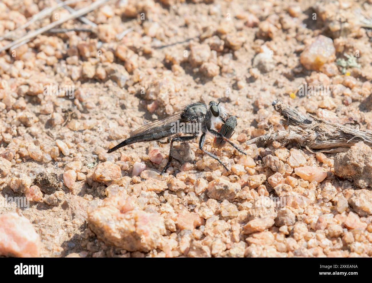 An Efferia Robber fly; a predatory insect; is shown hunting and feeding ...