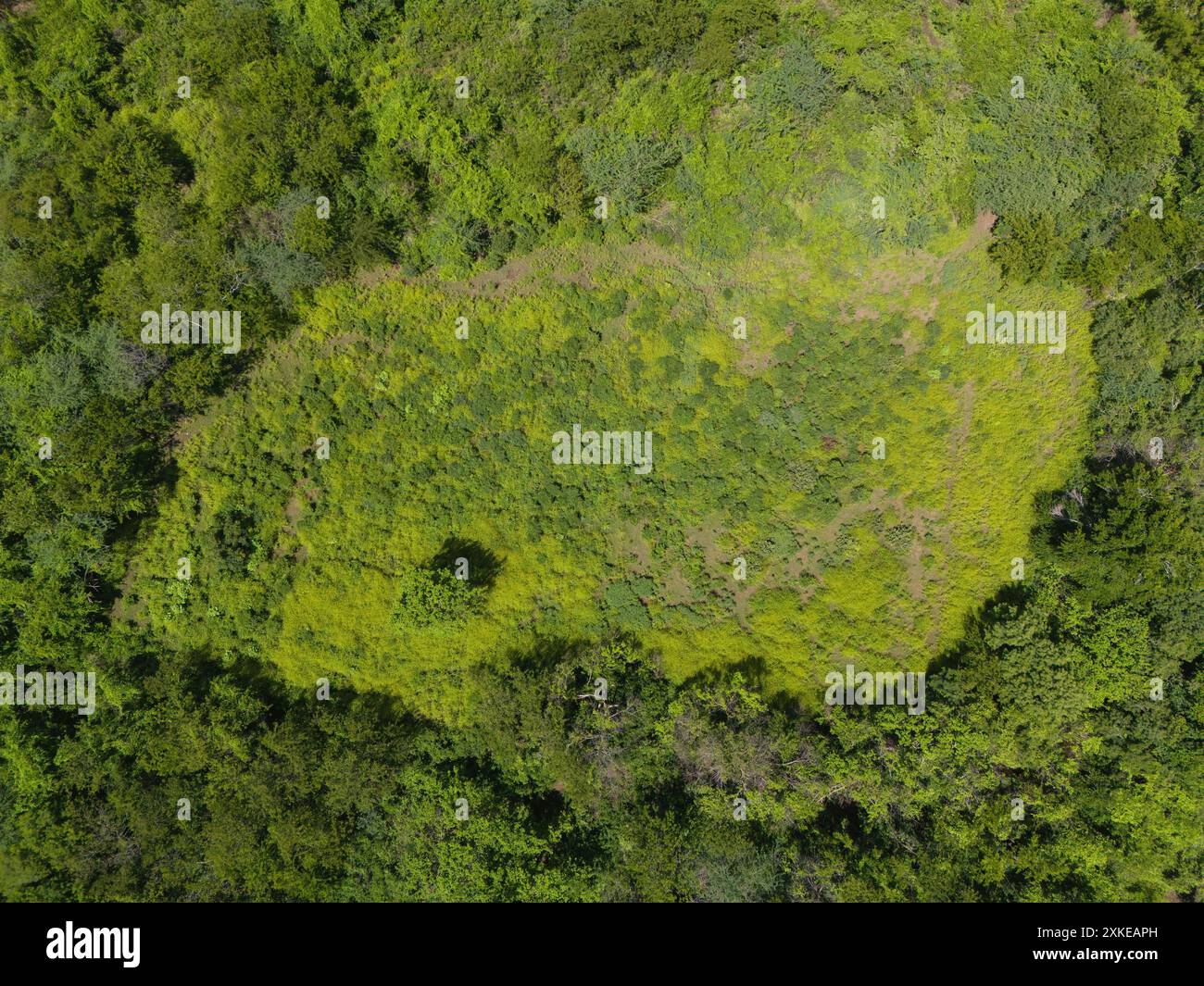 Jungle tree hi-res stock photography and images - Alamy