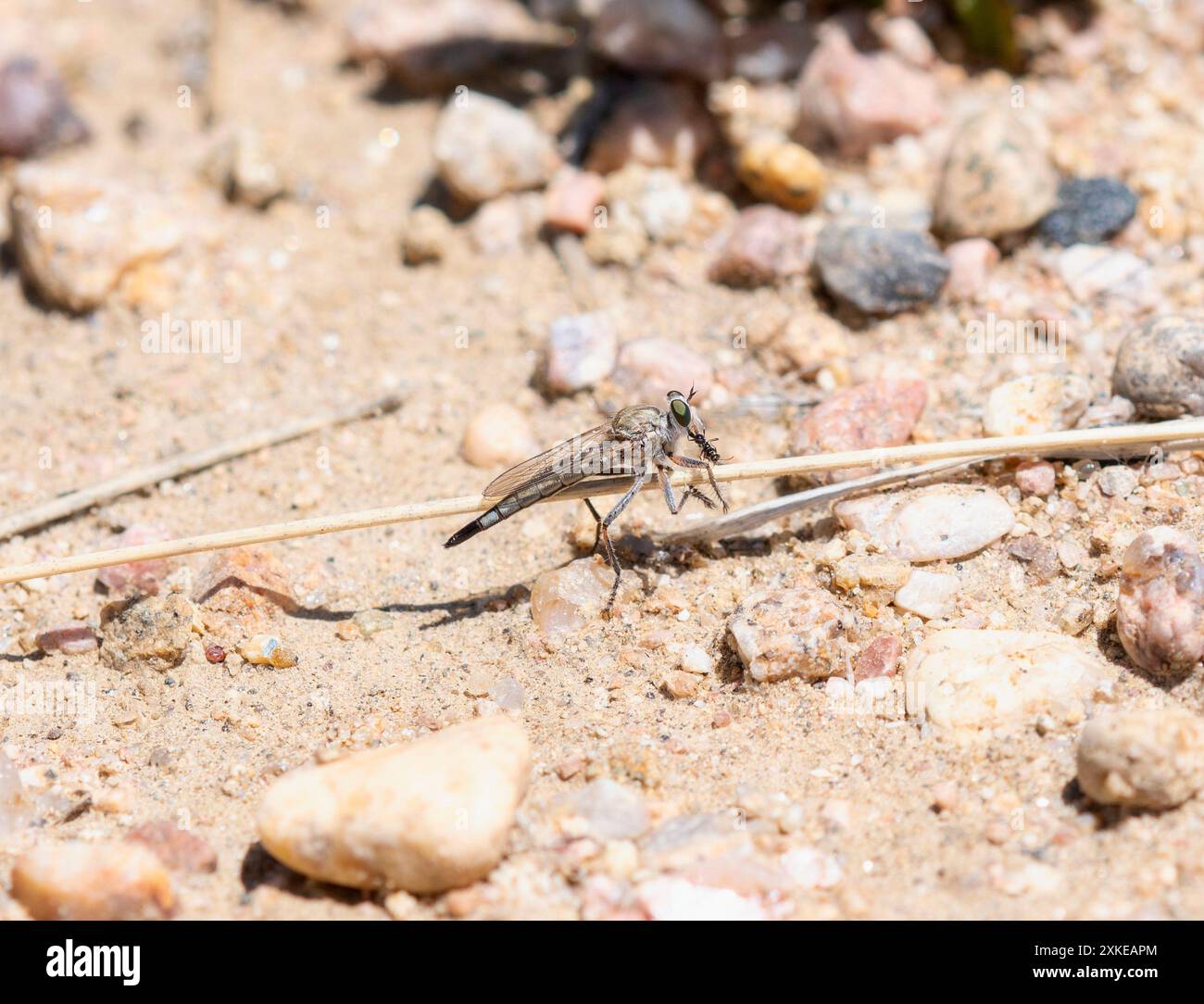 A Proctacanthella robber fly perches on a twig in a sandy; rocky ...