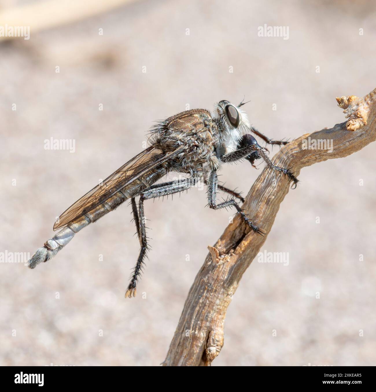 A Proctacanthus robber fly; at Great Sand Dunes National Park; perches ...