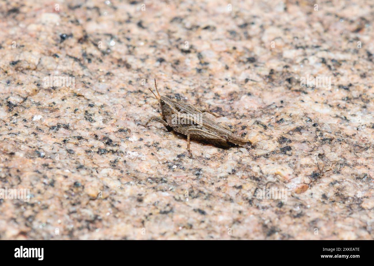 A small; brown Tetrix pygmy grasshopper perches on a rough; textured ...