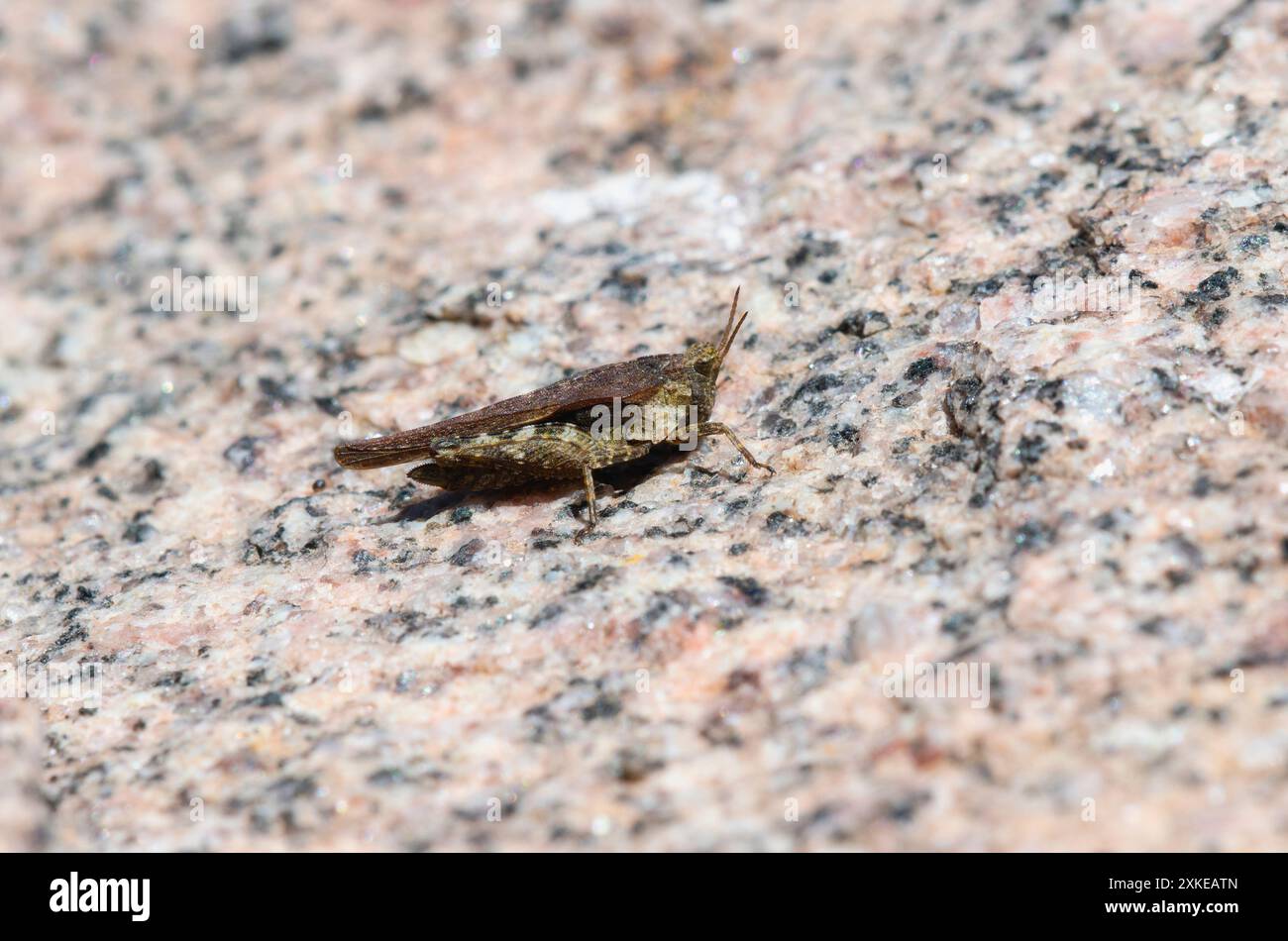 A Tetrix pygmy grasshopper sits on a rocky surface in Colorado ...