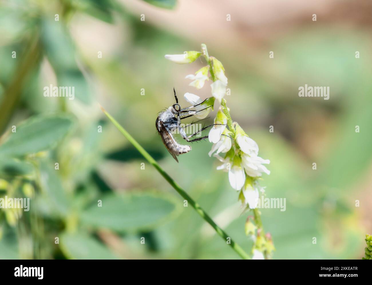 A Toxophora bee fly; characterized by its fuzzy body and long; slender ...