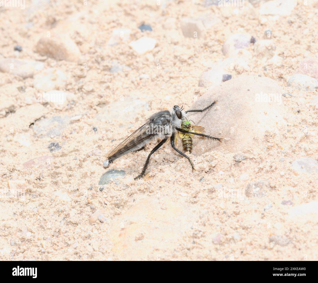 A large robber fly of the genus Promachus; in Colorado; is shown ...