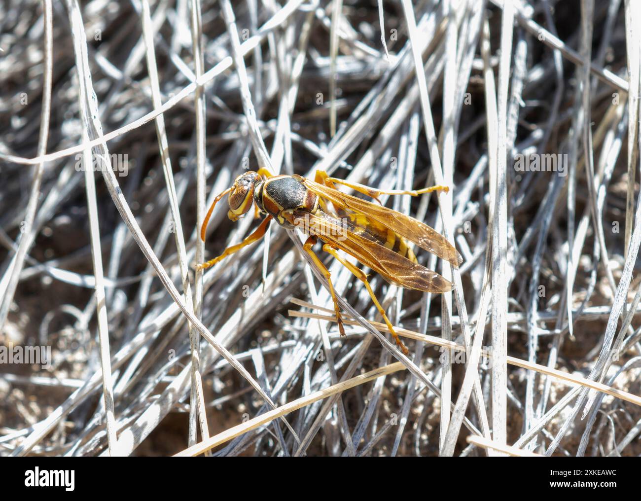 A Golden Paper Wasp; Polistes aurifer colorado; perches on dry grass in ...