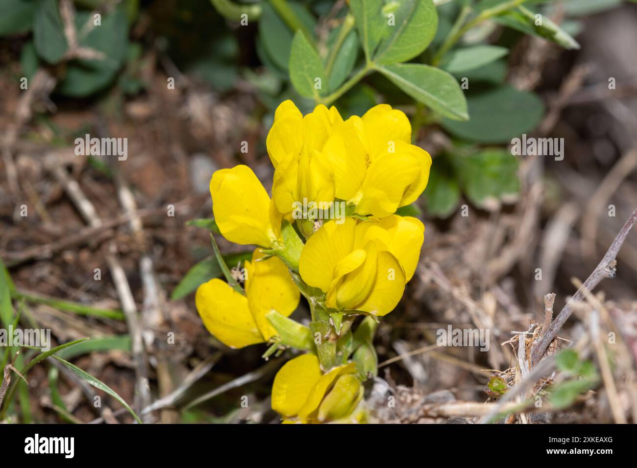Goldenbanners flower hi-res stock photography and images - Alamy