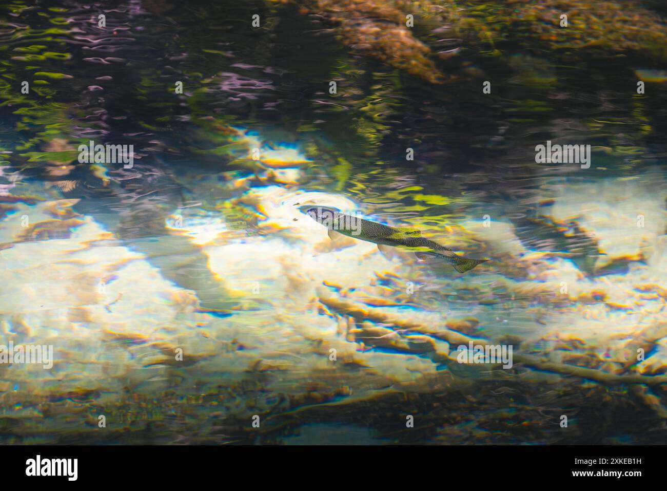 Fish jumping insect hi-res stock photography and images - Alamy