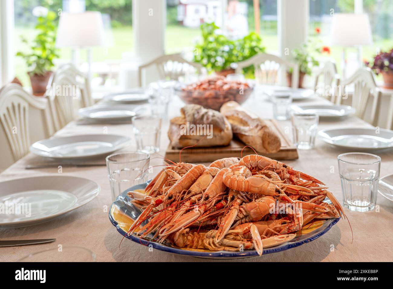 Setting the table for a seafood feast with Norway lobster and shrimp in ...