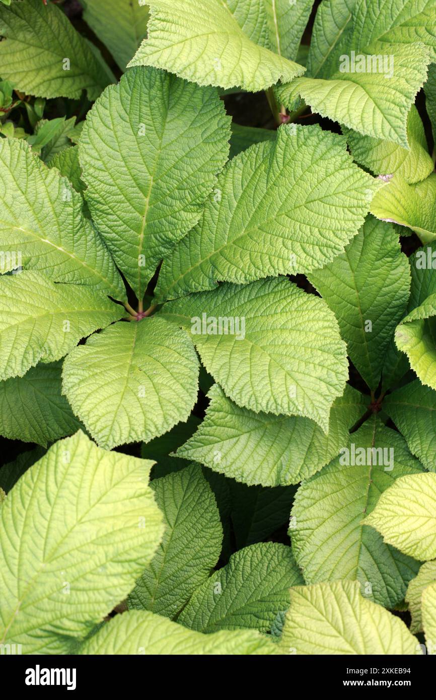 Chestnut-leaved Rodgersia, Rodgersia aesculifolia, Saxifragaceae. China ...