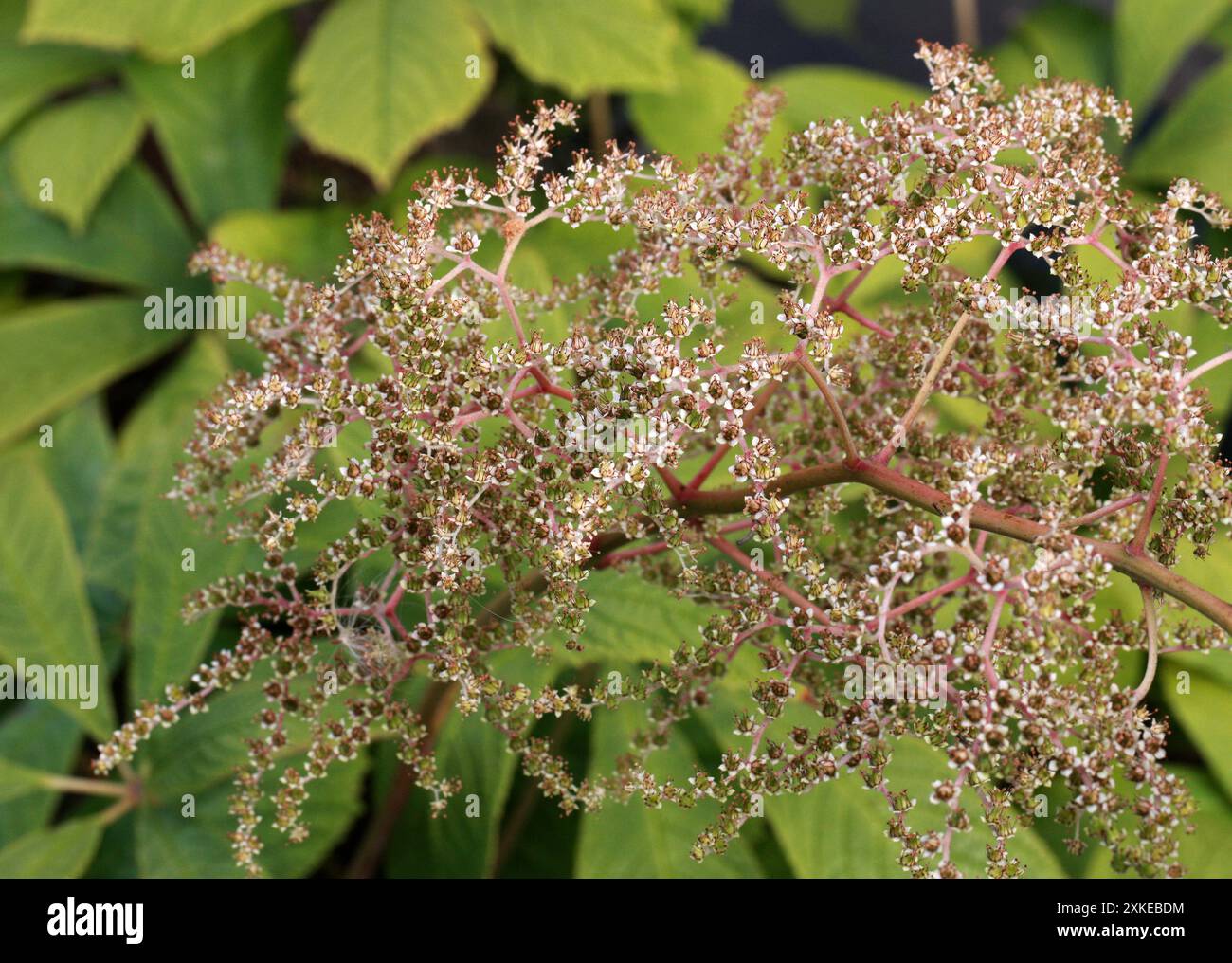 Chestnut-leaved Rodgersia, Rodgersia aesculifolia, Saxifragaceae. China ...