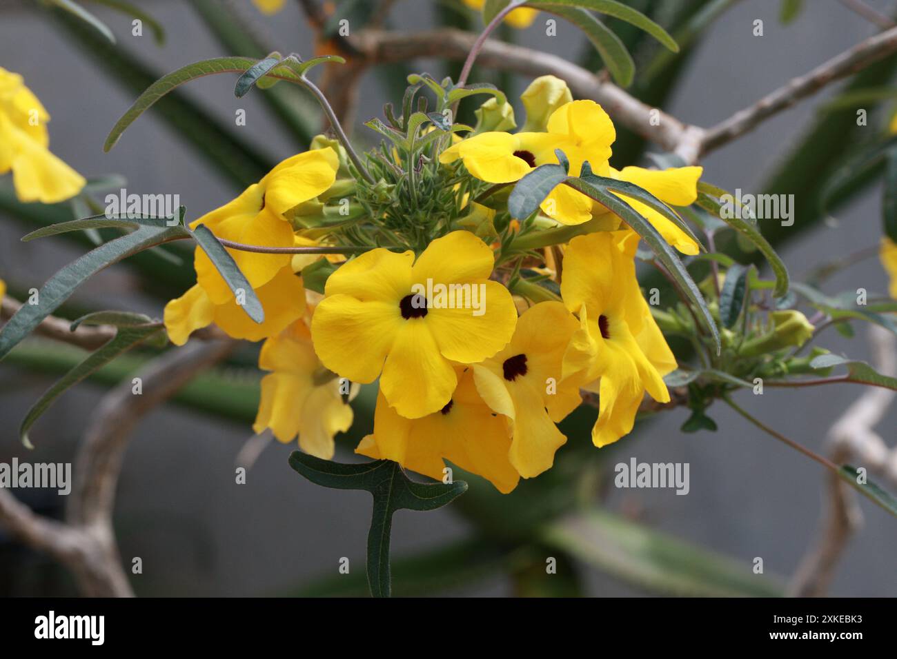 Uncarina grandidieri, Pedaliaceae. Madagascar, Africa Stock Photo - Alamy