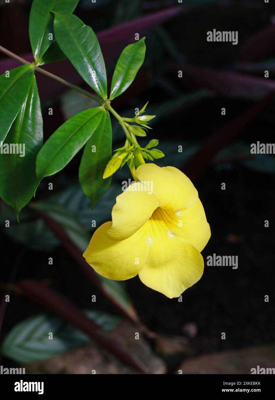 Golden Trumpet, Allamanda cathartica "Hendersonii", Apocynaceae. Brazil ...