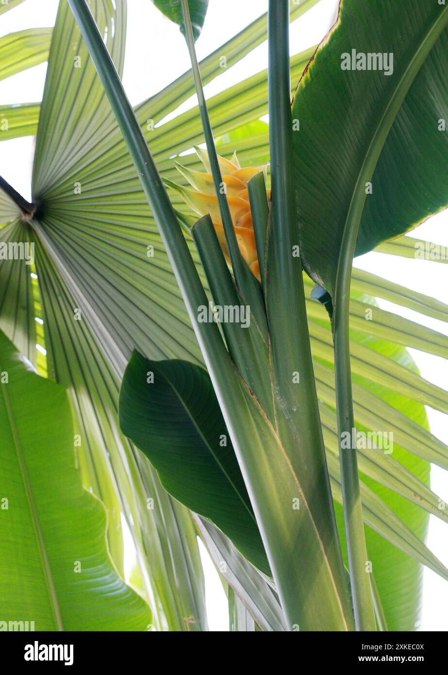Wild Plantation, Heliconia caribaea, Heliconiaceae. Caribbean. The ...