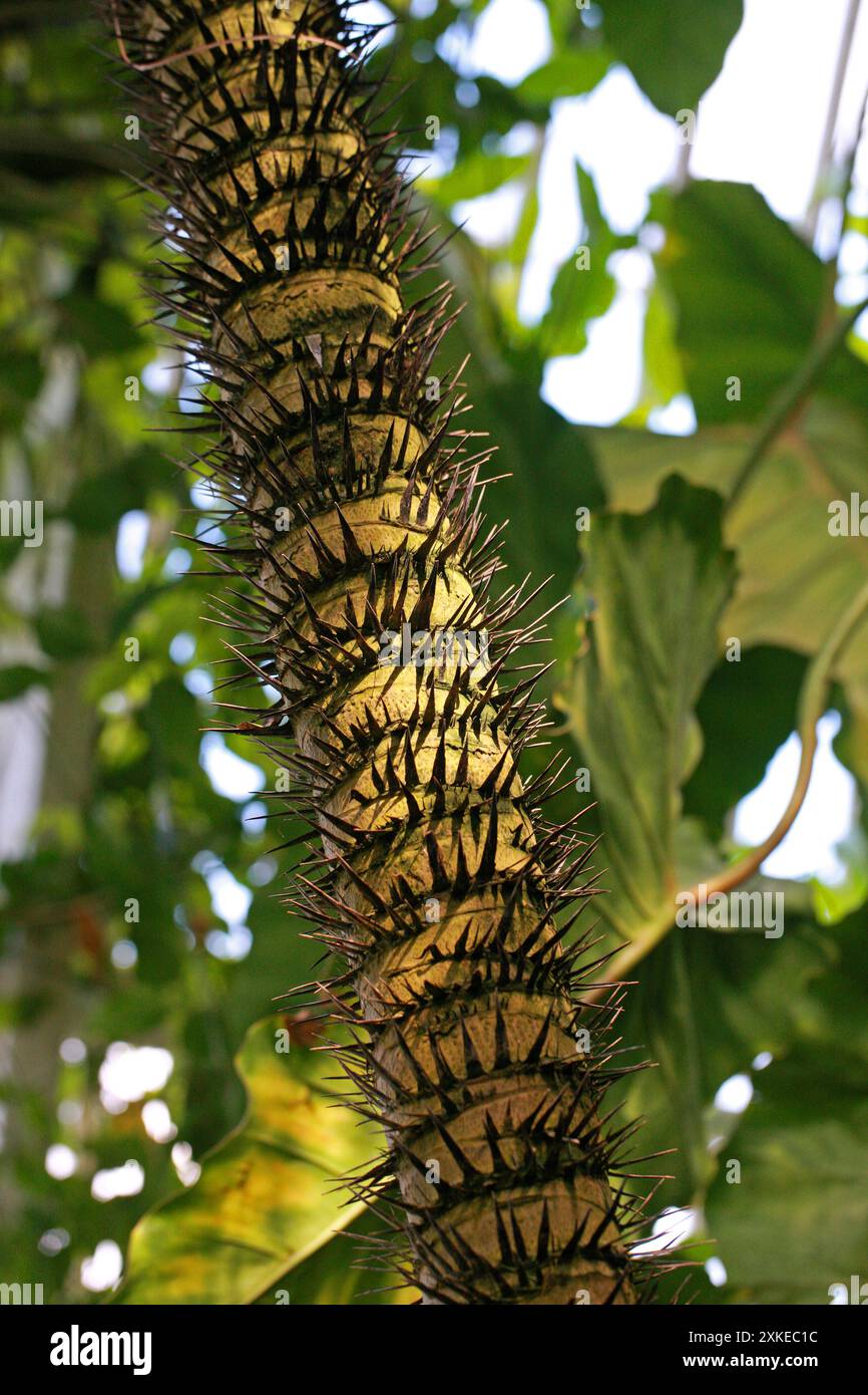 Cocosoid palm hi-res stock photography and images - Alamy