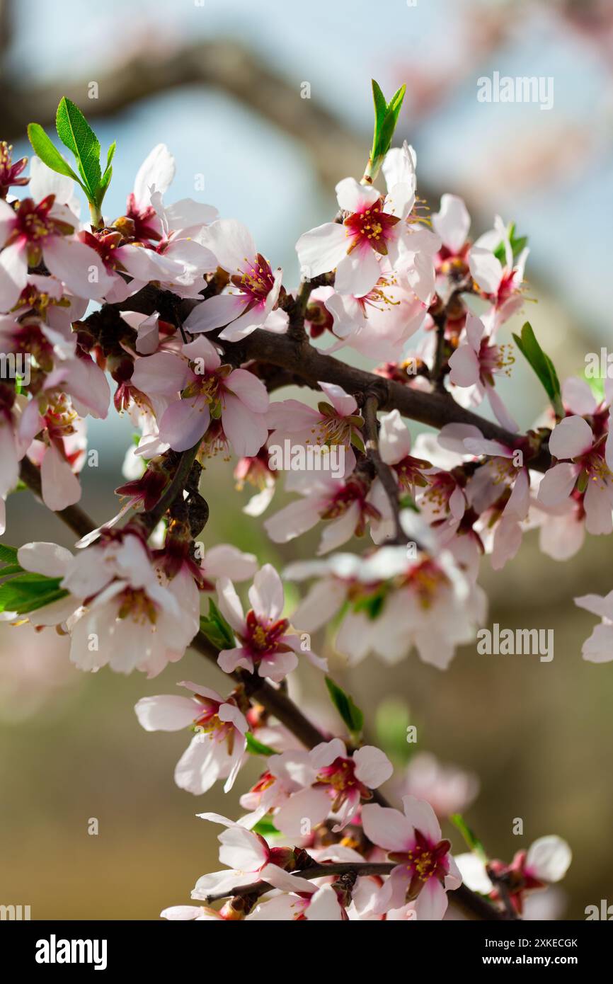 Flowering branches of an almond tree Stock Photo - Alamy