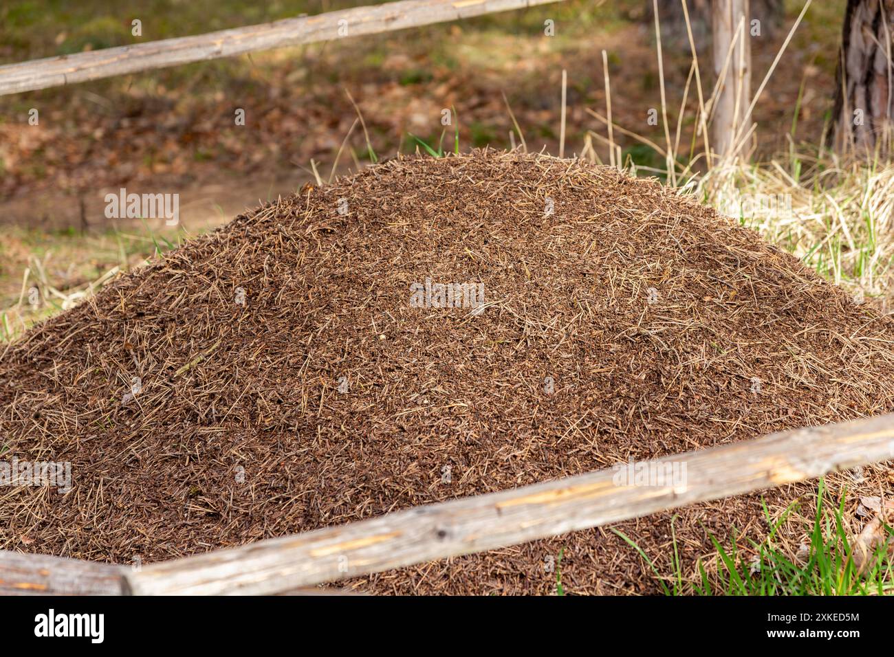 Ant in anthill hi-res stock photography and images - Alamy