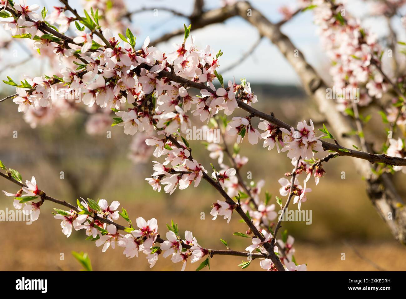 Young almond tree plantation hi-res stock photography and images - Alamy