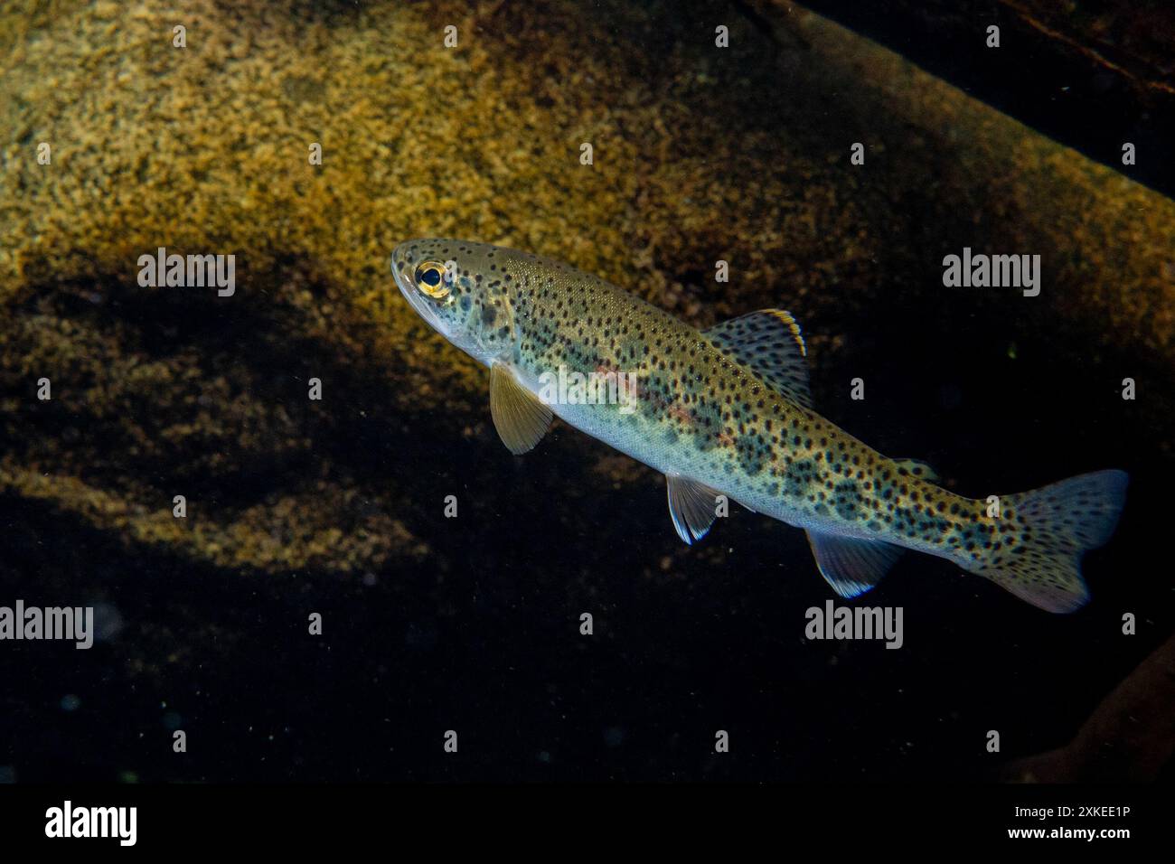 Wild trout fish swimming hi-res stock photography and images - Alamy