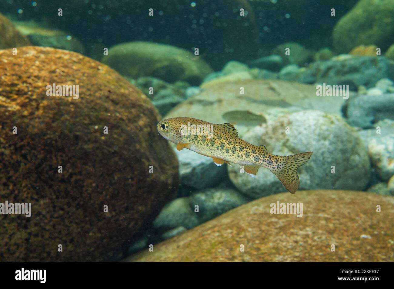 Young trout looking for food in a cool water stream in the Pacific ...