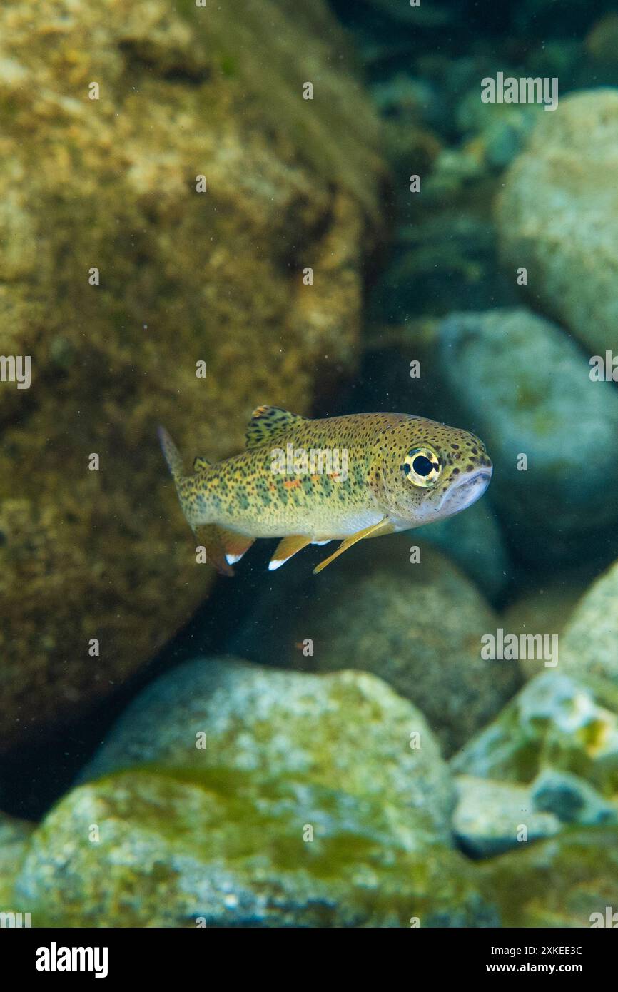 Cold water fish habitat hi-res stock photography and images - Alamy