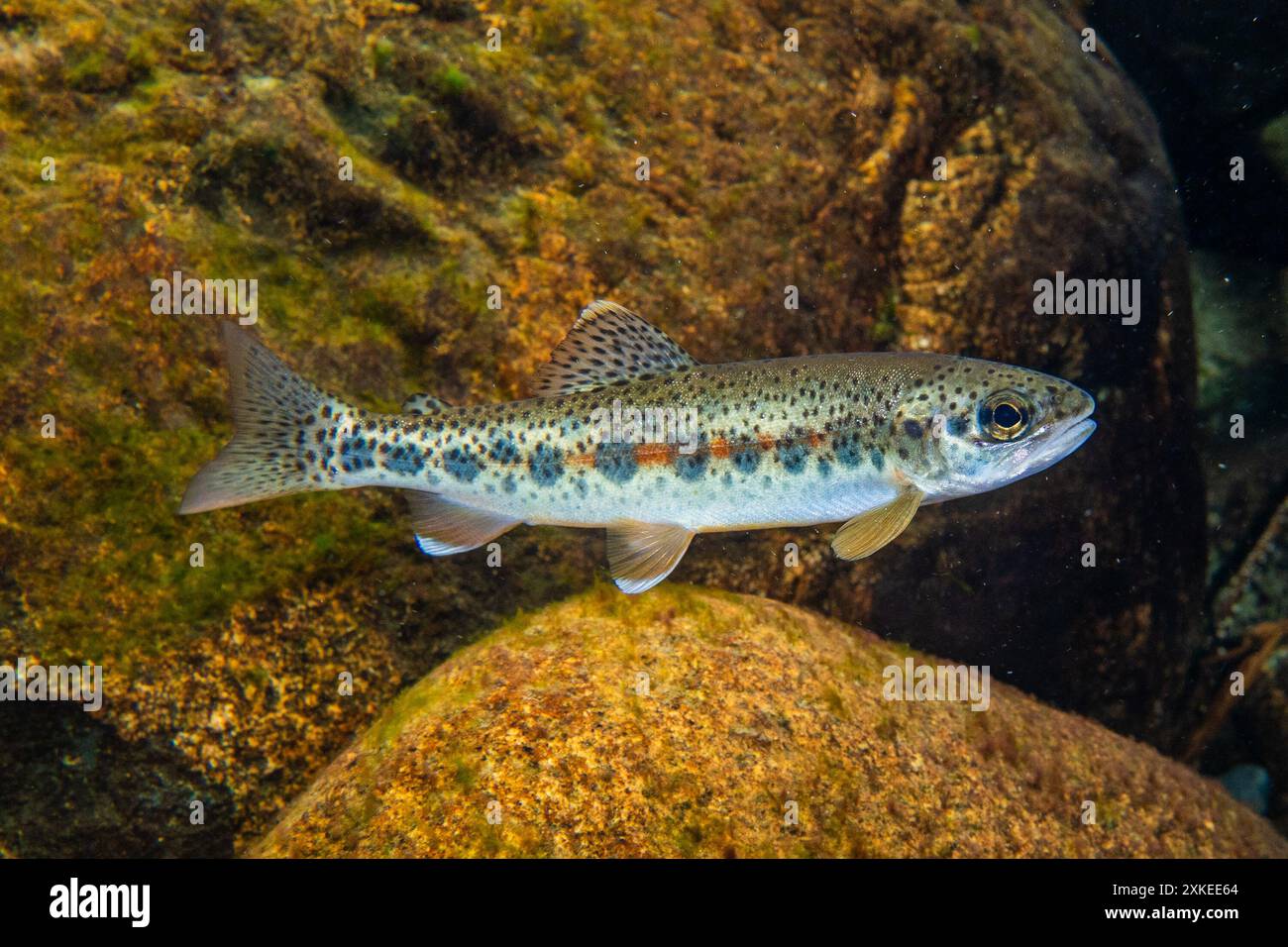 Trout fish spawning hi-res stock photography and images - Alamy