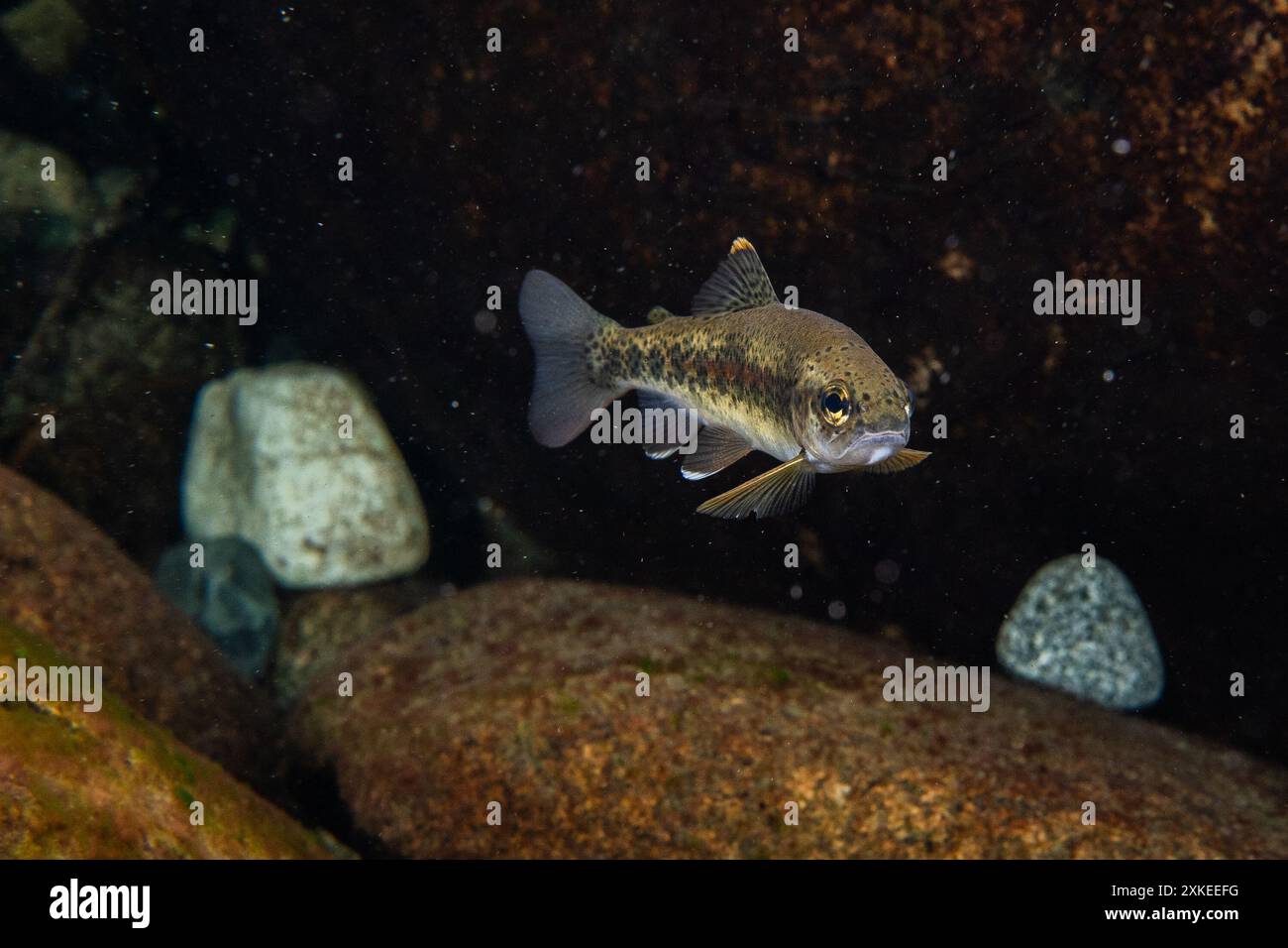 Wild trout fish swimming hi-res stock photography and images - Alamy