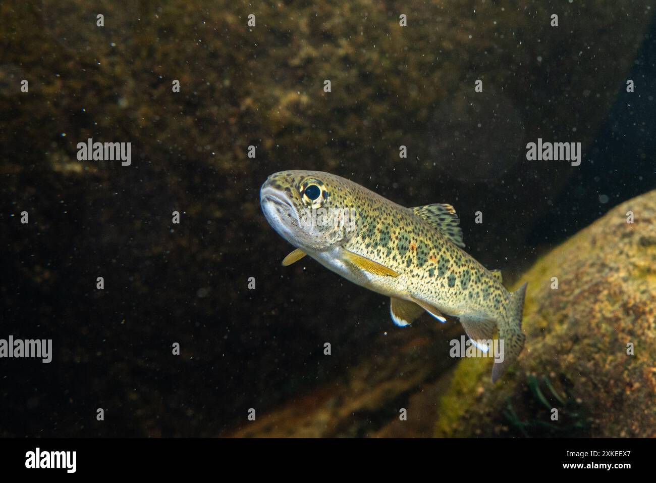 Trout trout hi-res stock photography and images - Alamy
