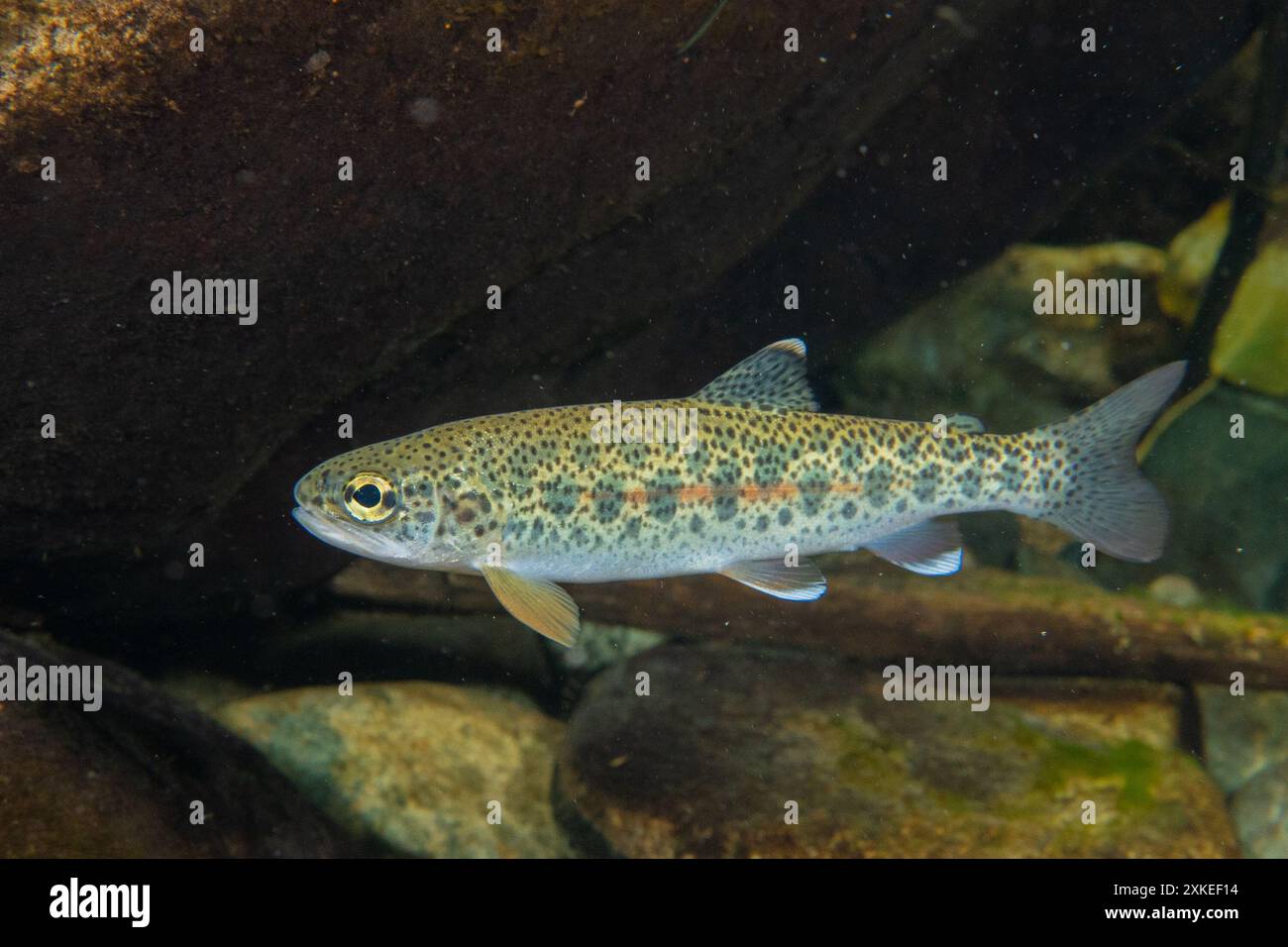Cutthroat trout in British Columbia, Canada Stock Photo - Alamy