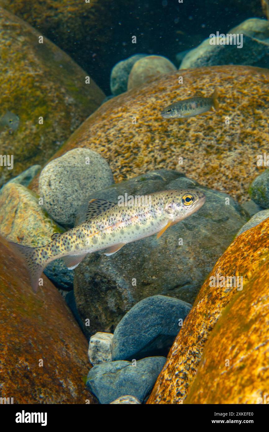 Wild trout hi-res stock photography and images - Alamy