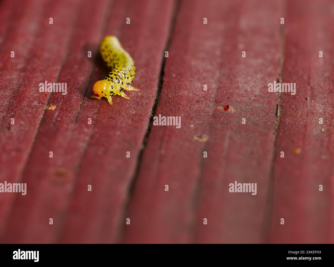 A mountain ash sawfly catepillar, pristiphora geniculata, crawling ...