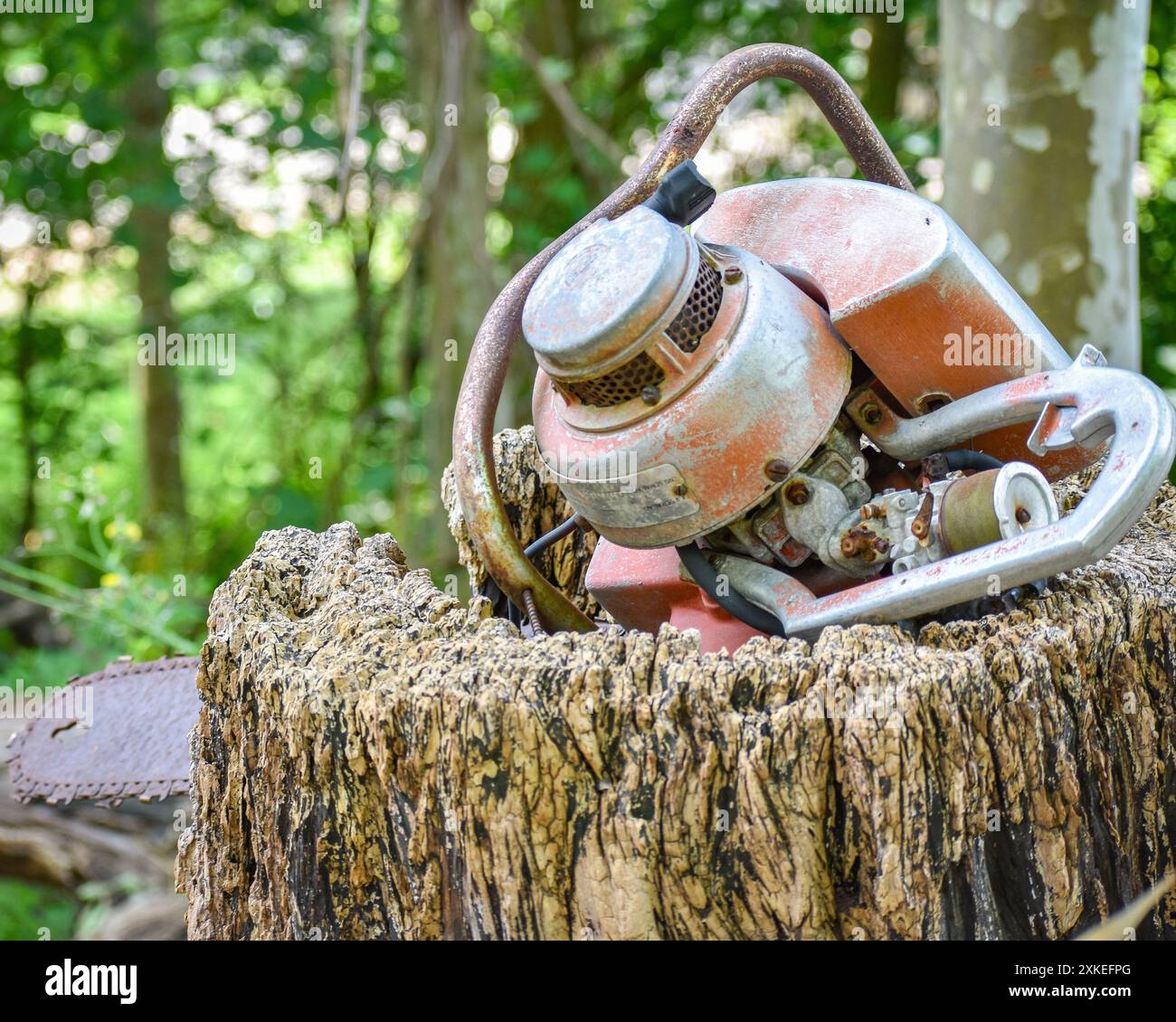 Antique chainsaw buried in old tree trunk Stock Photo - Alamy