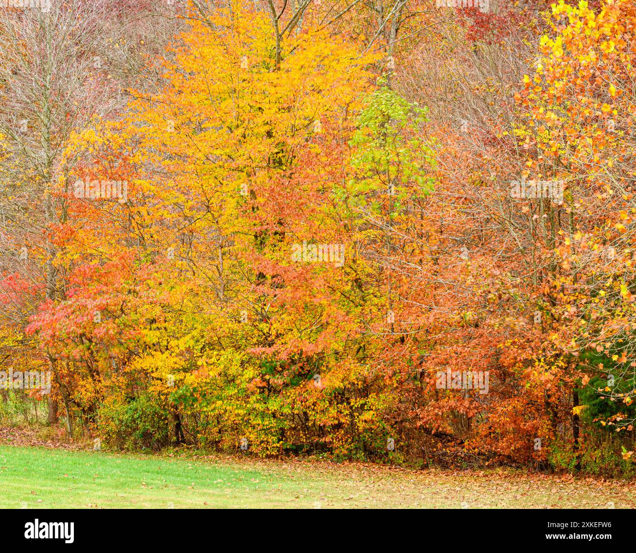 Maple trees fall foliage nature forest edge hi-res stock photography ...