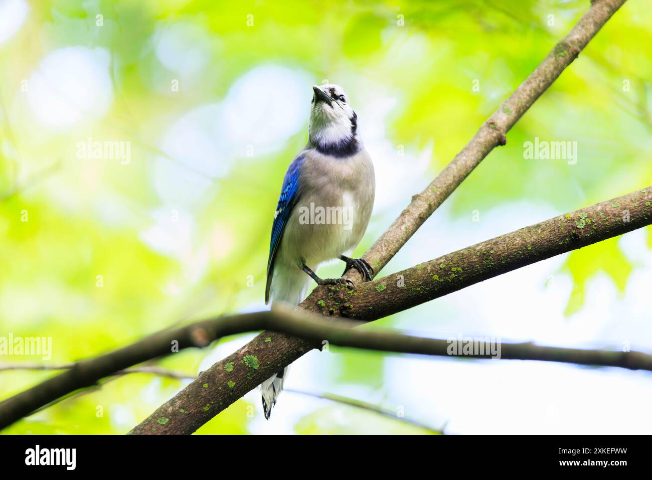 A blue jay perched on a tree limb face quarter to camera Stock Photo - Alamy