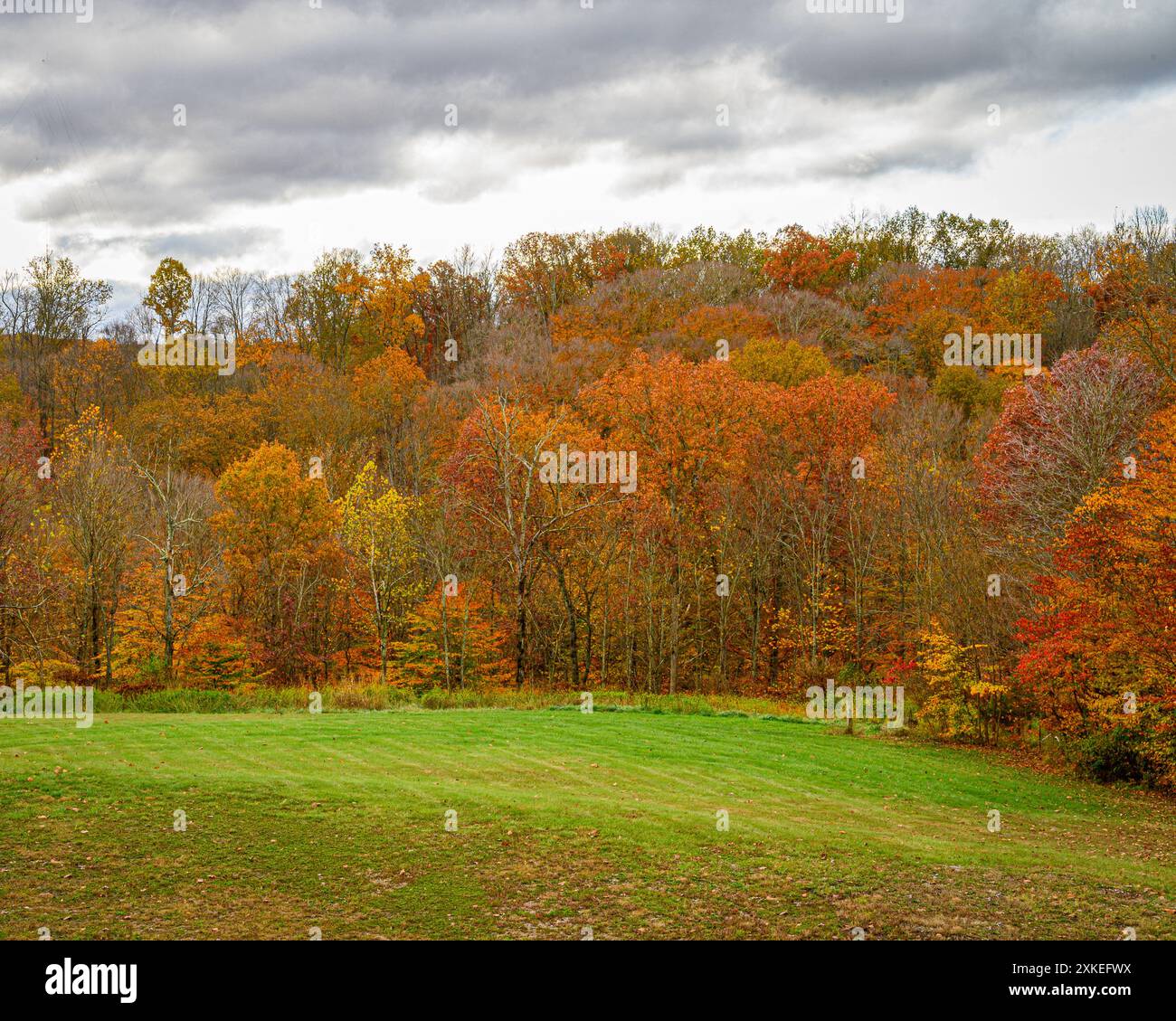 Fall foliage across meadow under cloudy skies Stock Photo - Alamy