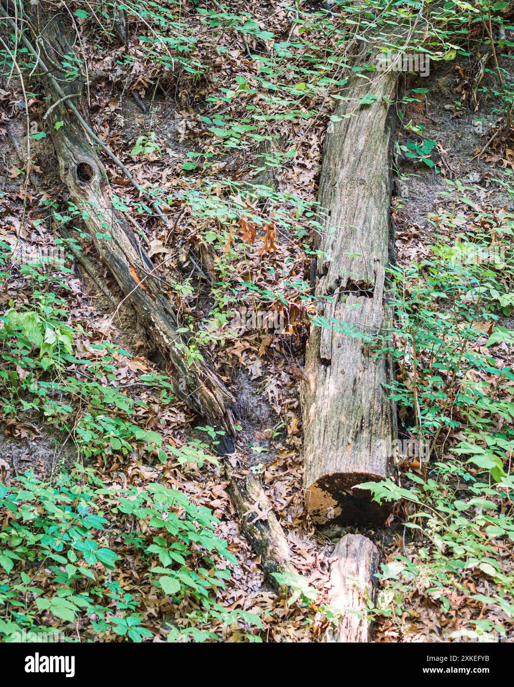 Fallen trees decay on the ground while new growth emerges around them ...
