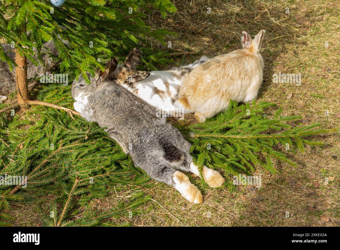 Three bunnies laying down in the sun Stock Photo - Alamy