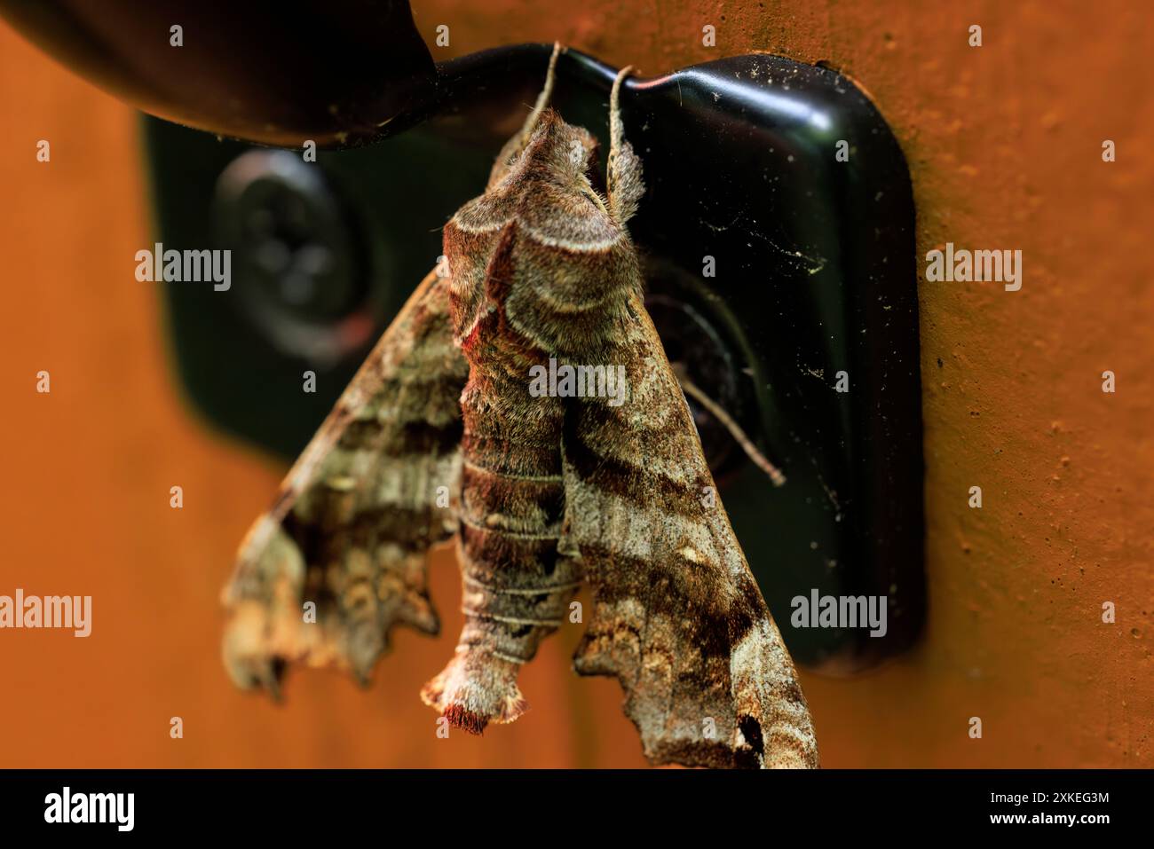 Lettered Sphinx moth with stripped wings and hairy body macro Stock Photo - Alamy