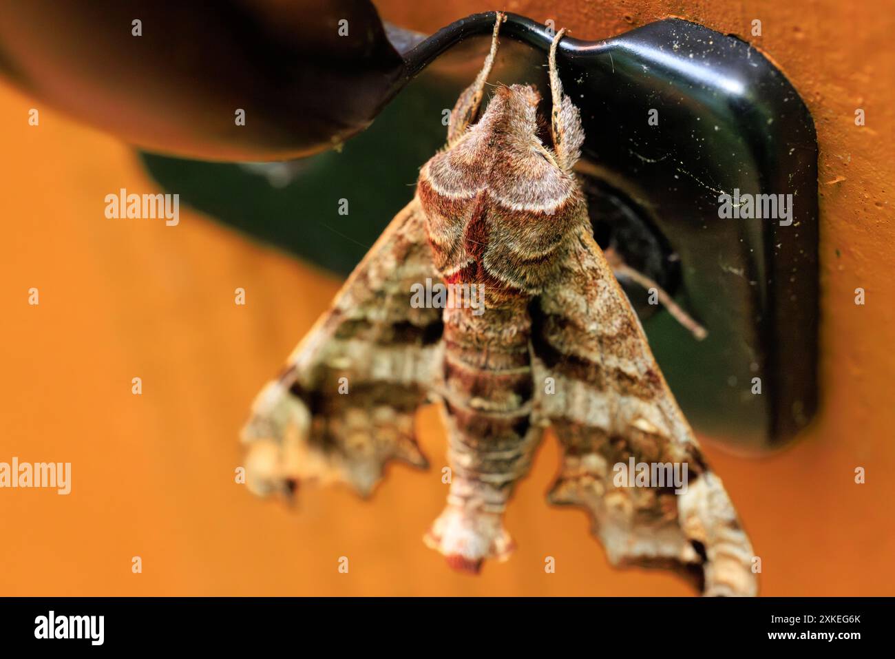 White moth with black stripe hi-res stock photography and images - Alamy